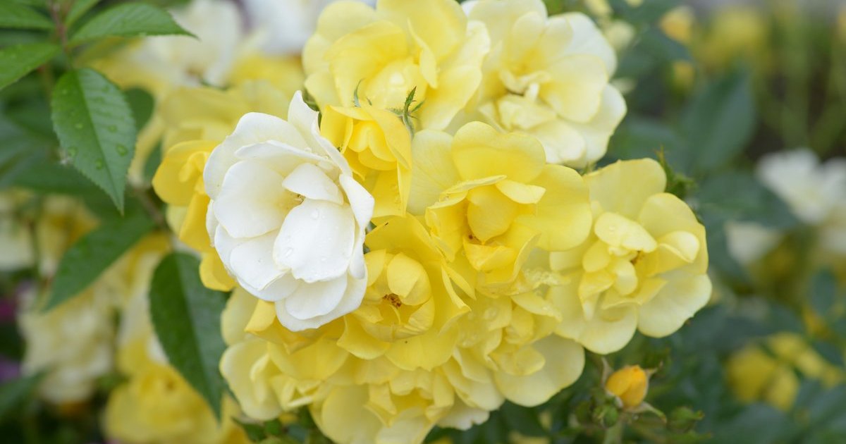 Golden Age ® | Rose, gelb, 300 - 400 cm (NIRP / Adam, 2011) | Rosa ...