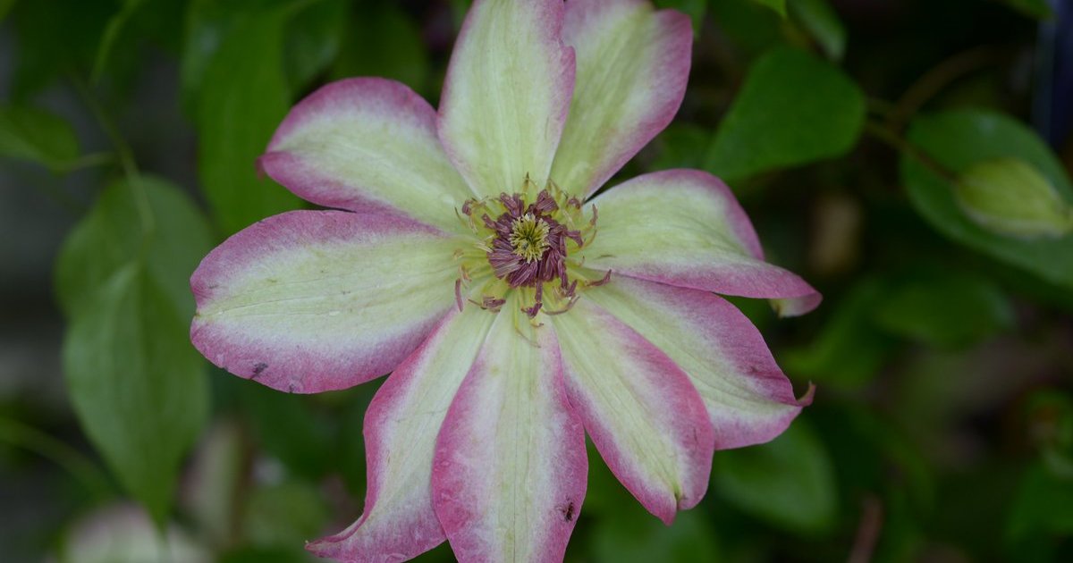 Clematis 'PICOTEE' | Clematis 'PICOTEE' online kaufen