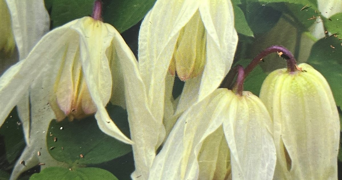 Lemon Beauty | Clematis 'Lemon Beauty' online kaufen