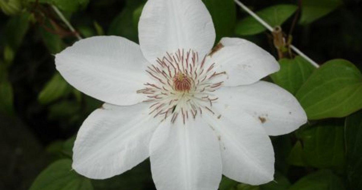 Henryi | Clematis 'Henryi' online kaufen