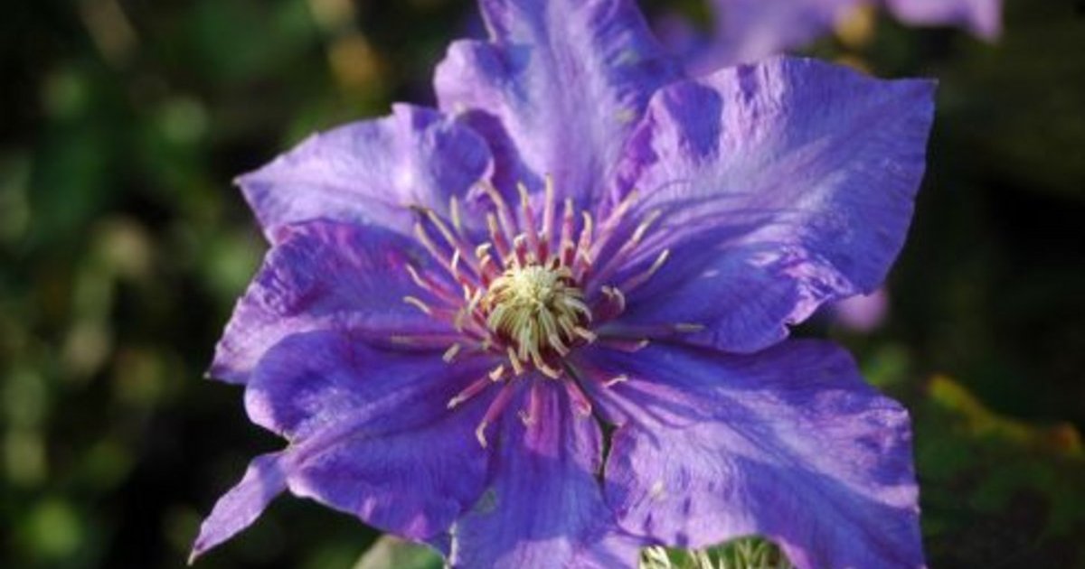 Richard Pennell | Clematis 'Richard Pennell' online kaufen