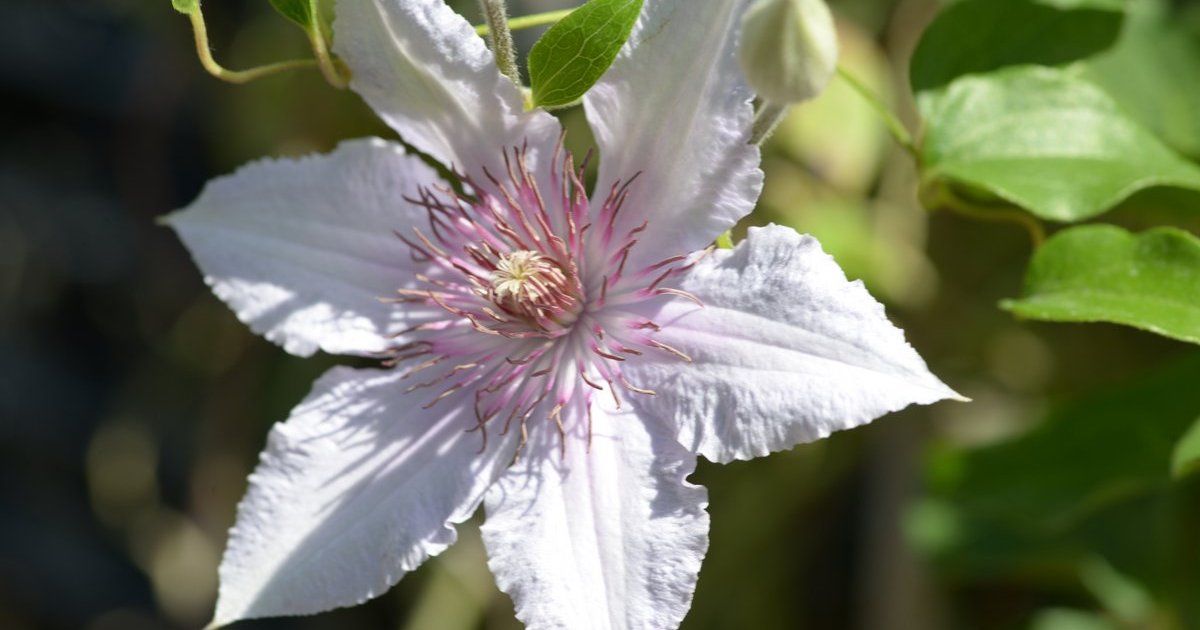 Marmori | Clematis 'Marmori' online kaufen