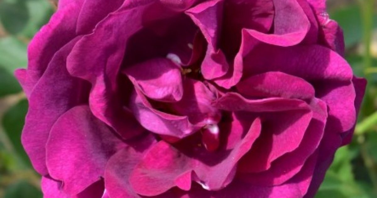 Rose du Roi à Fleurs Pourpres | Rose, 0.9 m x 0.9 m (1819) | Rosa 'Rose ...