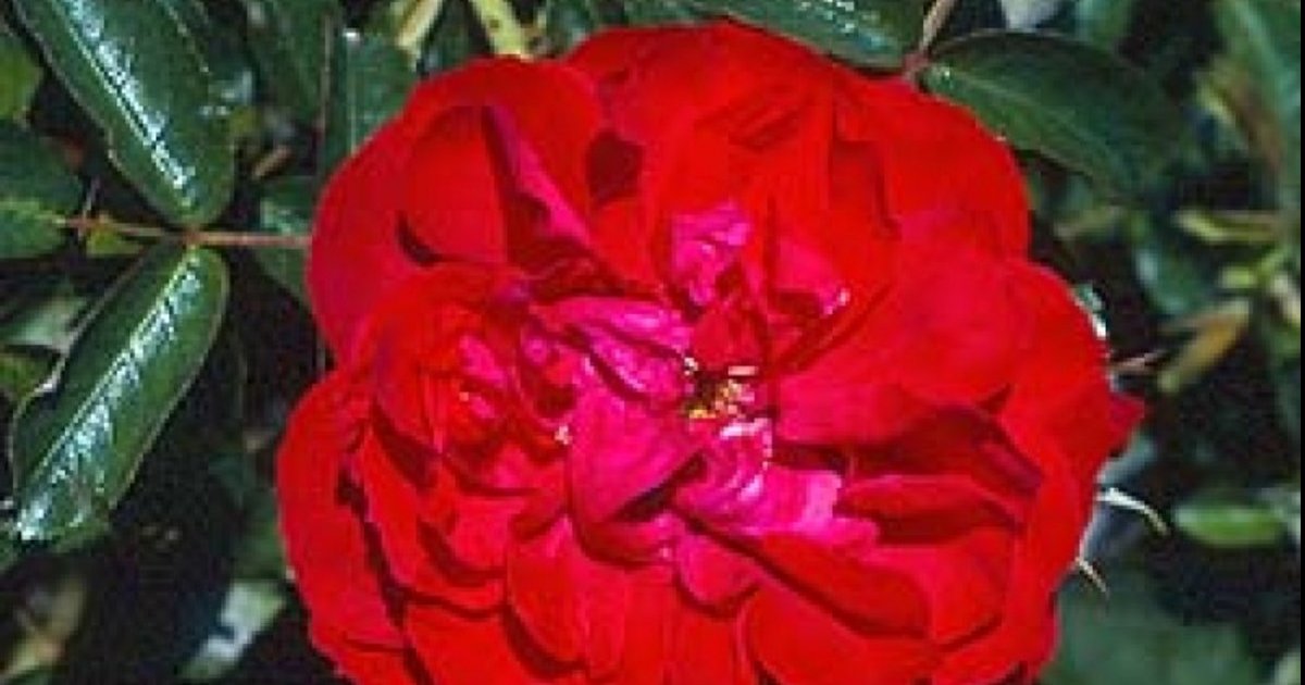 Hunter | Rose, rot, 1.2 m x 0.9 m (1961) | Rosa 'Hunter' online bestellen