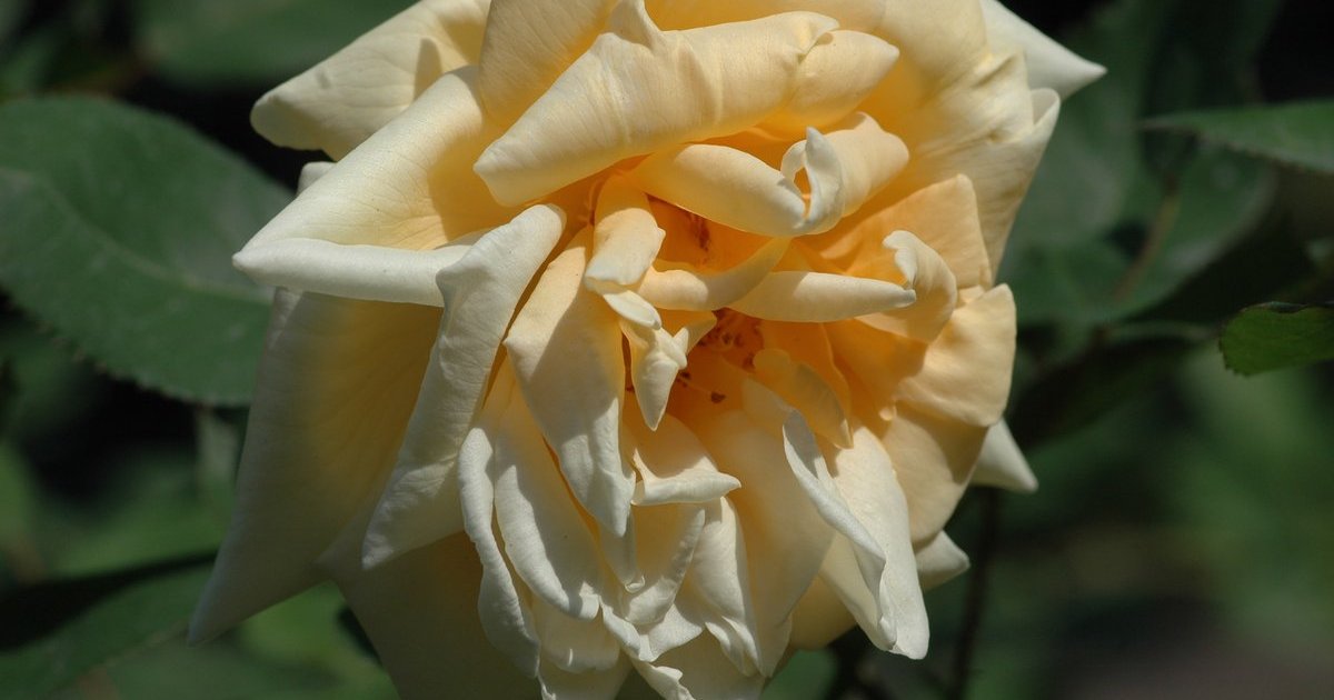 Lady Hillingdon Climber | Rose, gelb, 4.5 m x 2.4 m (Hicks, 1917 ...