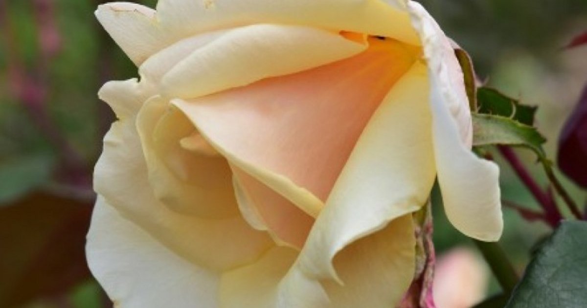 Safrano | Rose, 1.2 m x 0.9 m (1839) | Rosa 'Safrano' online bestellen