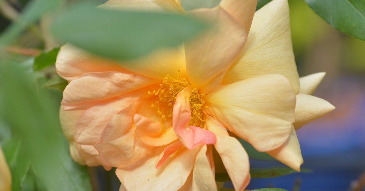 Crépuscule | Rose, , 3.6 m x 1.5 m (Dubreuil, 1904) | Rosa 'Crépuscule ...